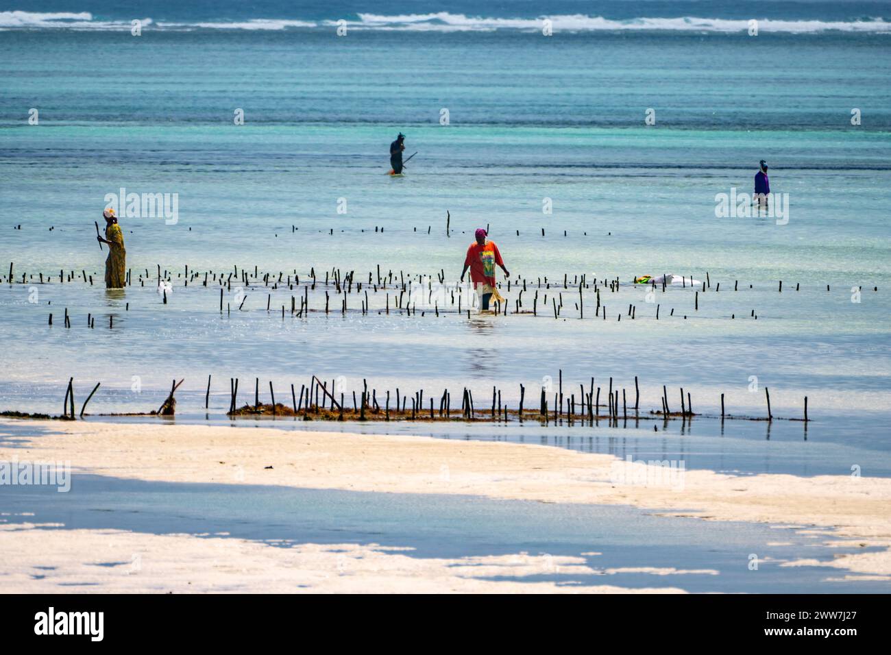 Algae farming on the eastern shores of Zanzibar Stock Photo - Alamy