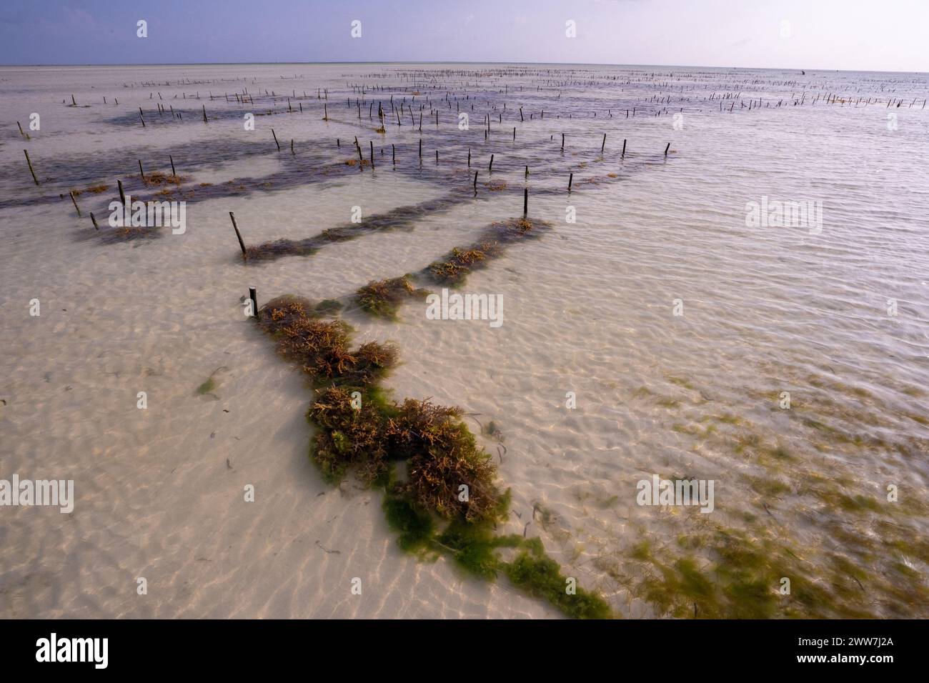 Algae farming on the eastern shores of Zanzibar Stock Photo - Alamy