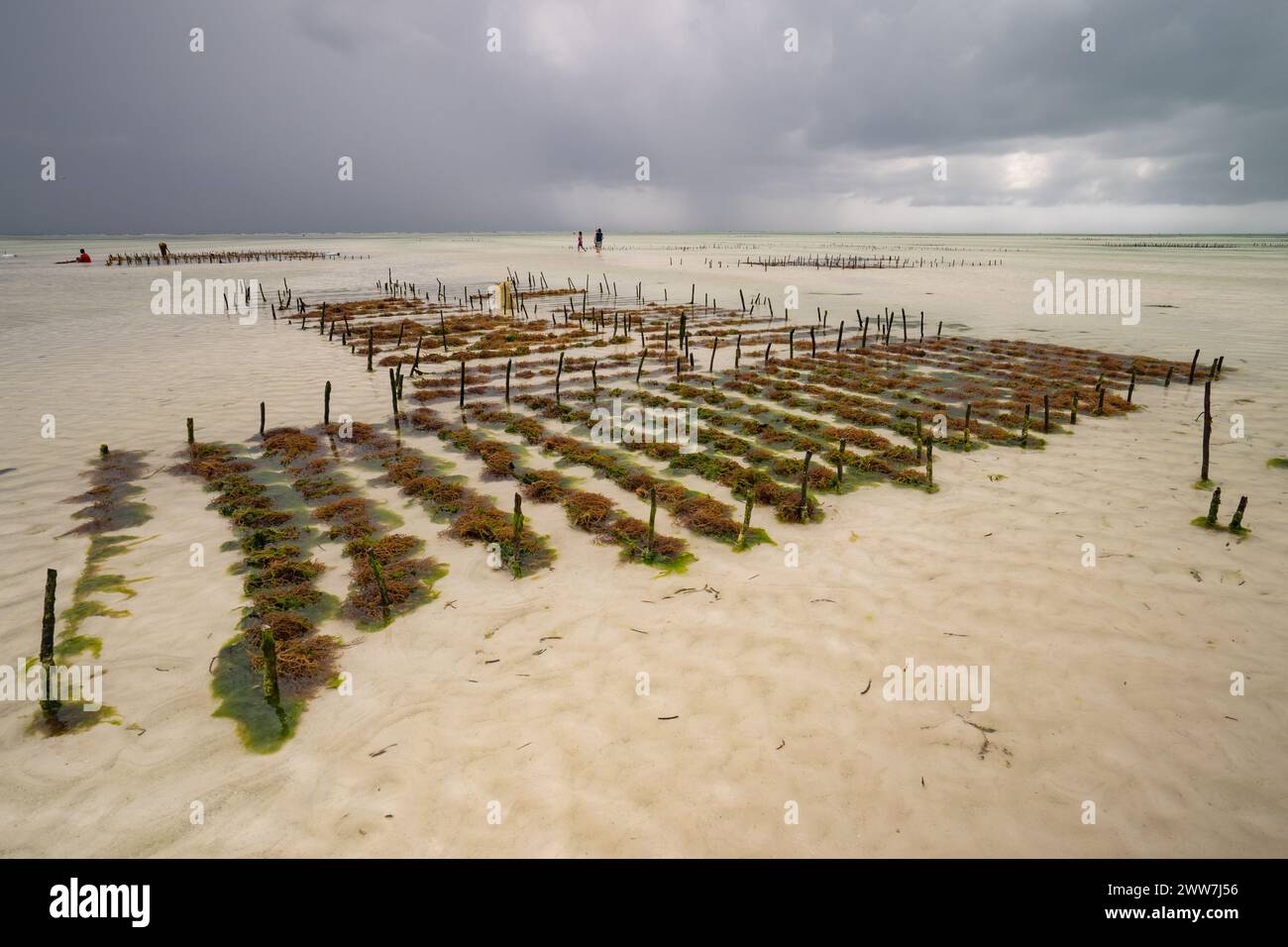 Algae farming on the eastern shores of Zanzibar Stock Photo - Alamy