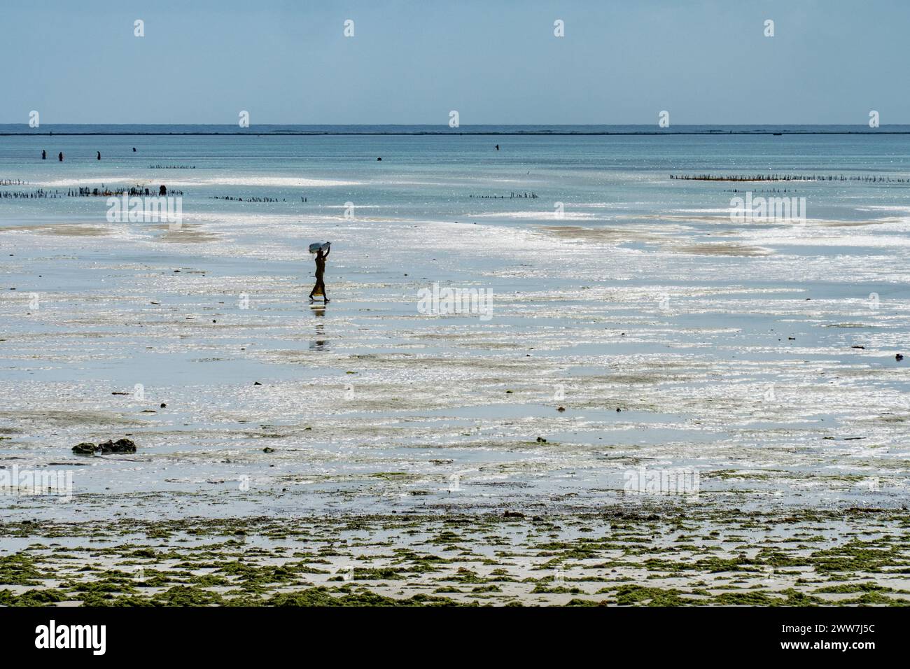 Algae farming on the eastern shores of Zanzibar Stock Photo - Alamy
