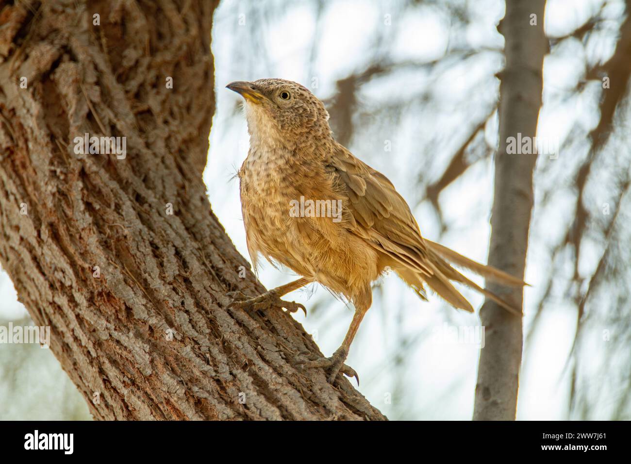 Scrub shrub habitat hi-res stock photography and images - Alamy