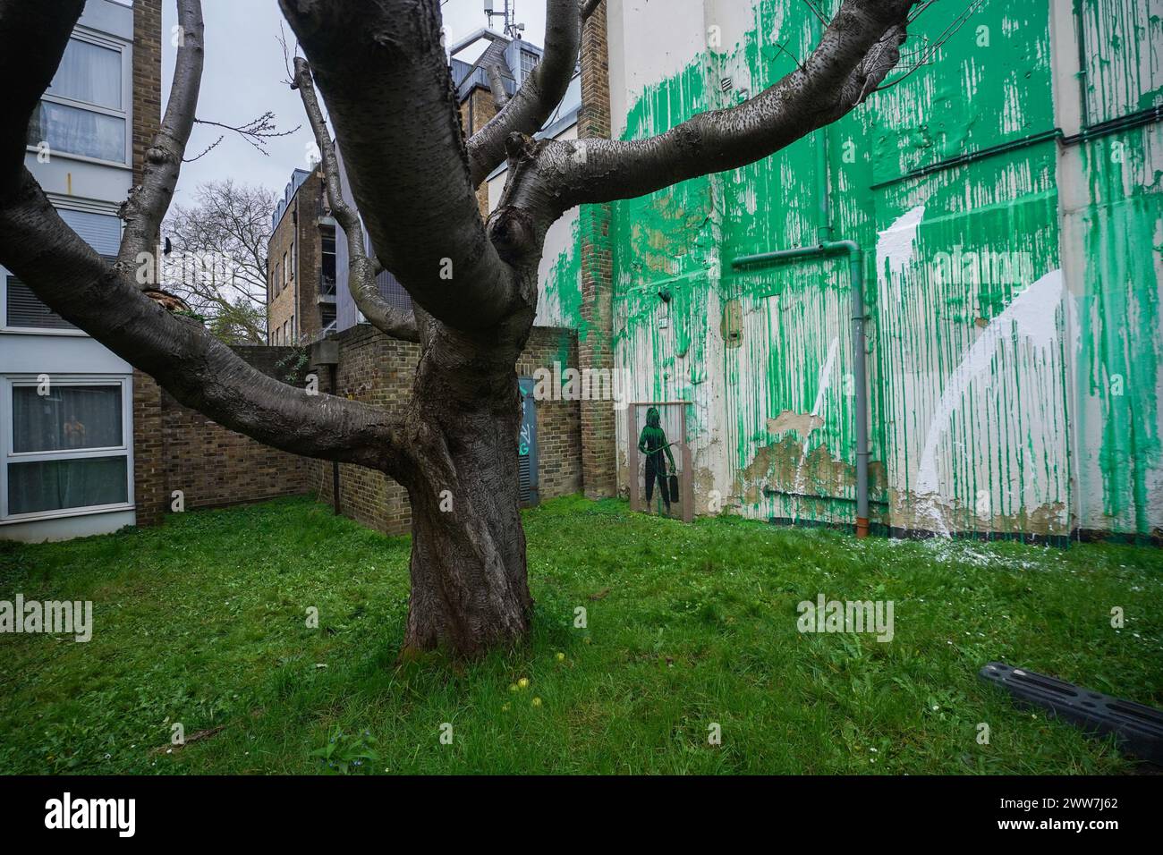 London, UK 22 March March 2024 . The new Banksy tree mural is fenced ...