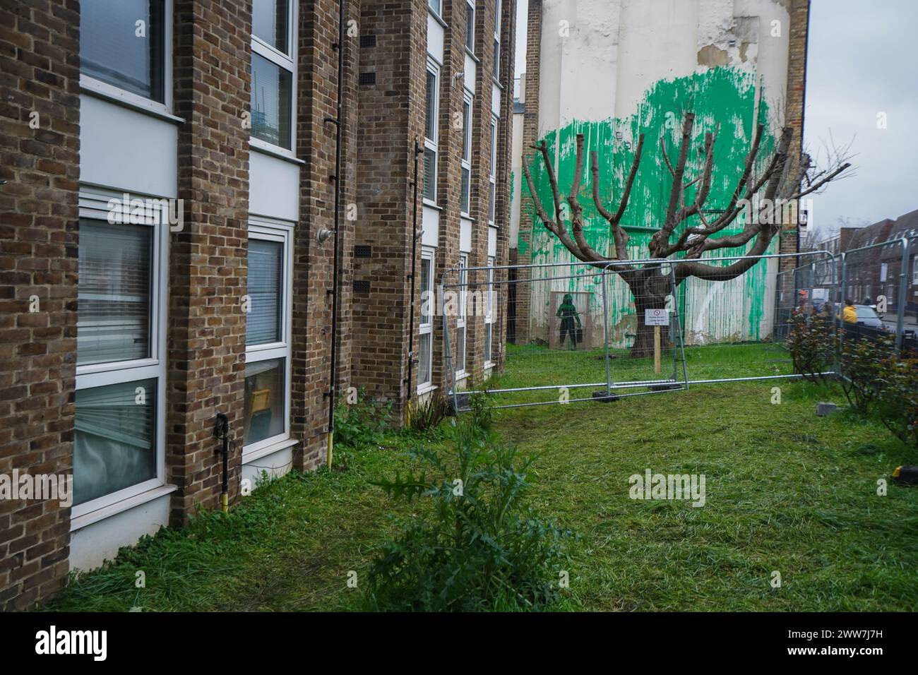 London, UK 22 March March 2024 . The new Banksy tree mural is fenced ...
