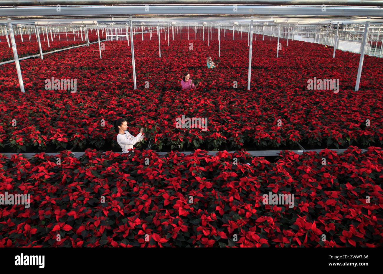Roundstone nursery hi-res stock photography and images - Alamy