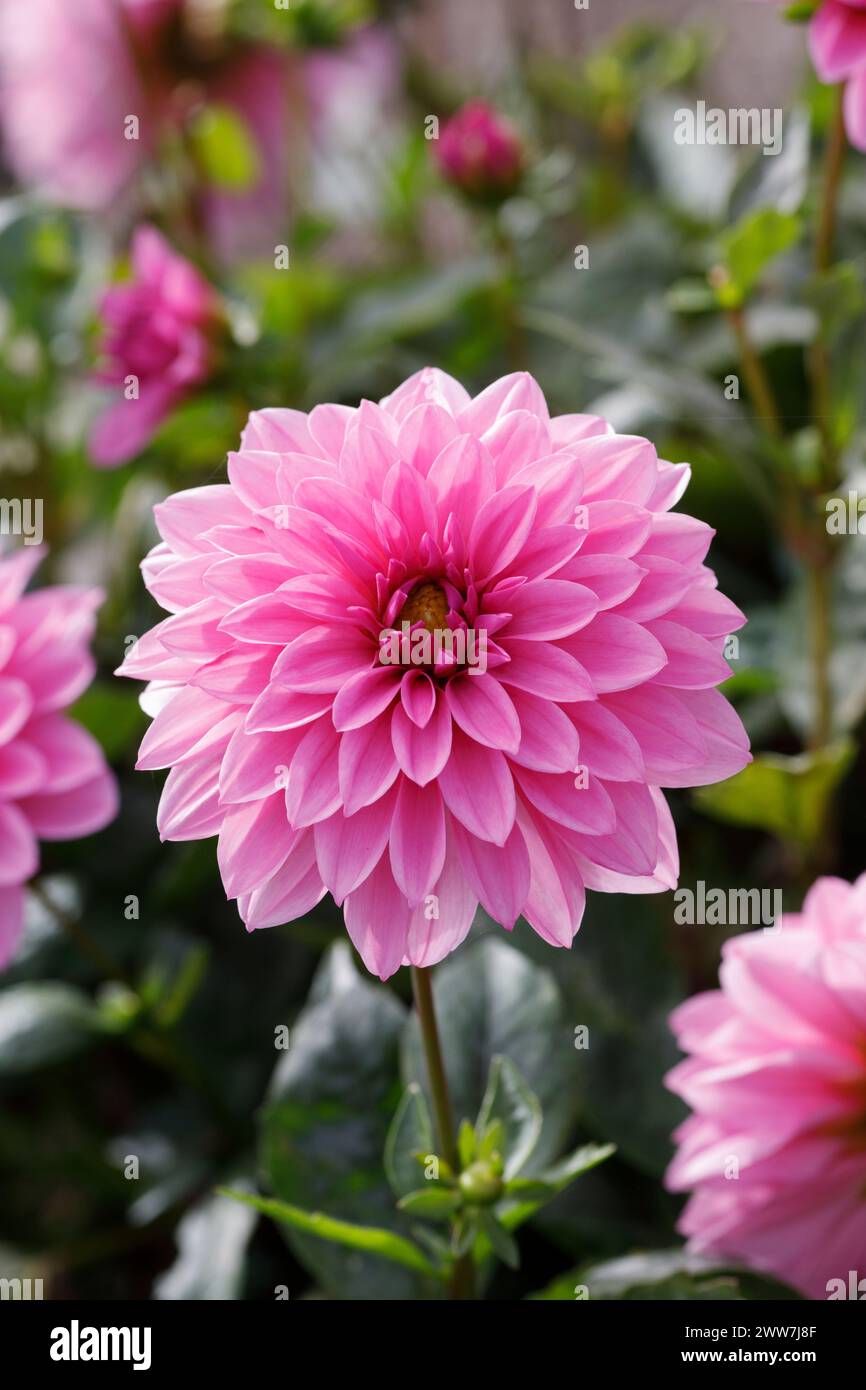 Dahlia 'Dalina Maxi Mendoza' flowers Stock Photo - Alamy