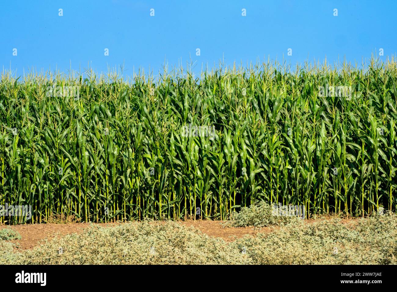 corn field. with blue sky background Photographed in Israel Stock Photo ...