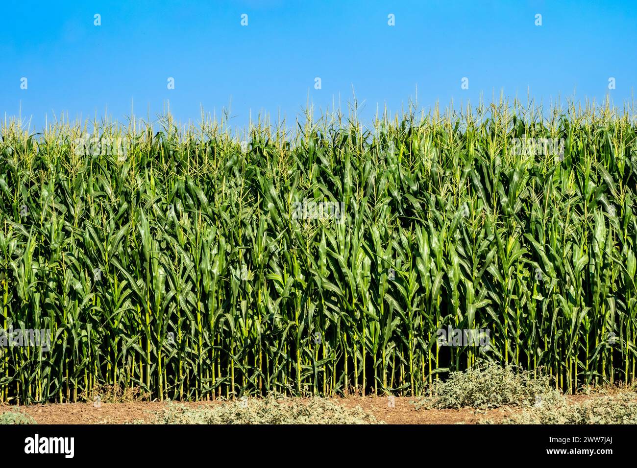 corn field. with blue sky background Photographed in Israel Stock Photo ...