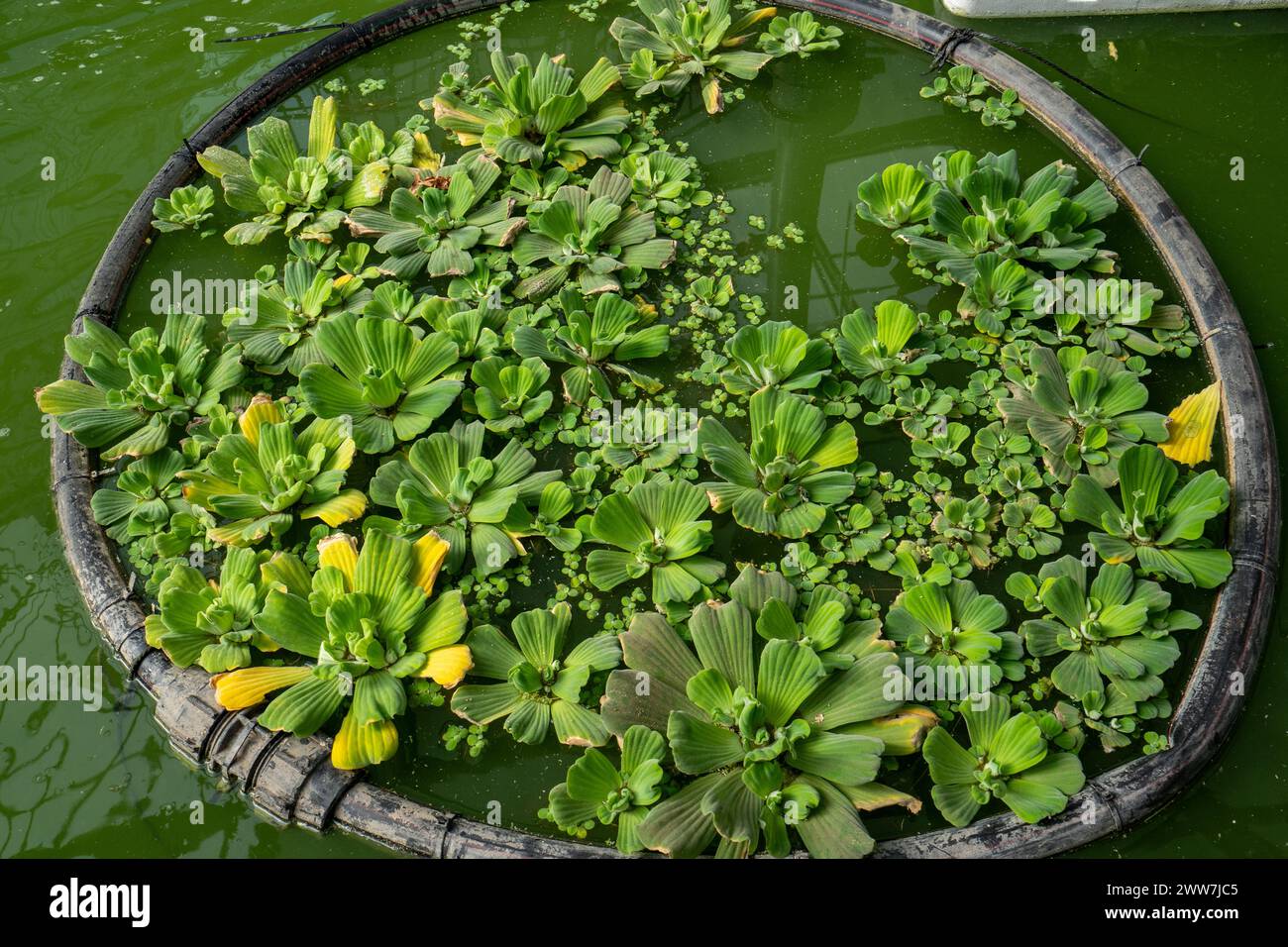 Hydro solar pool for growing vegetables Hydroponics is a type of ...