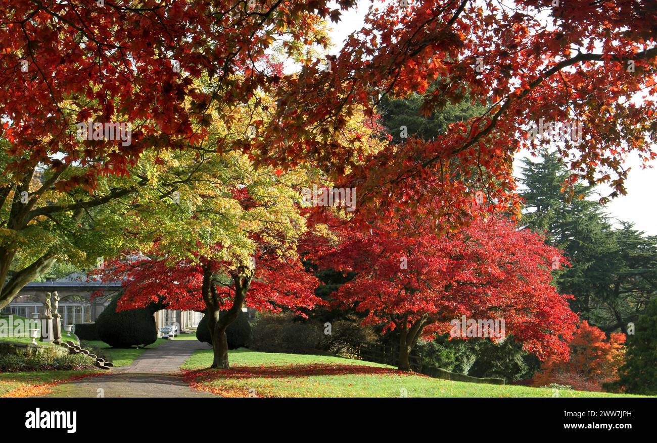 03/11/11 ..Bright red acer trees in the gardens at Alton Towers ...