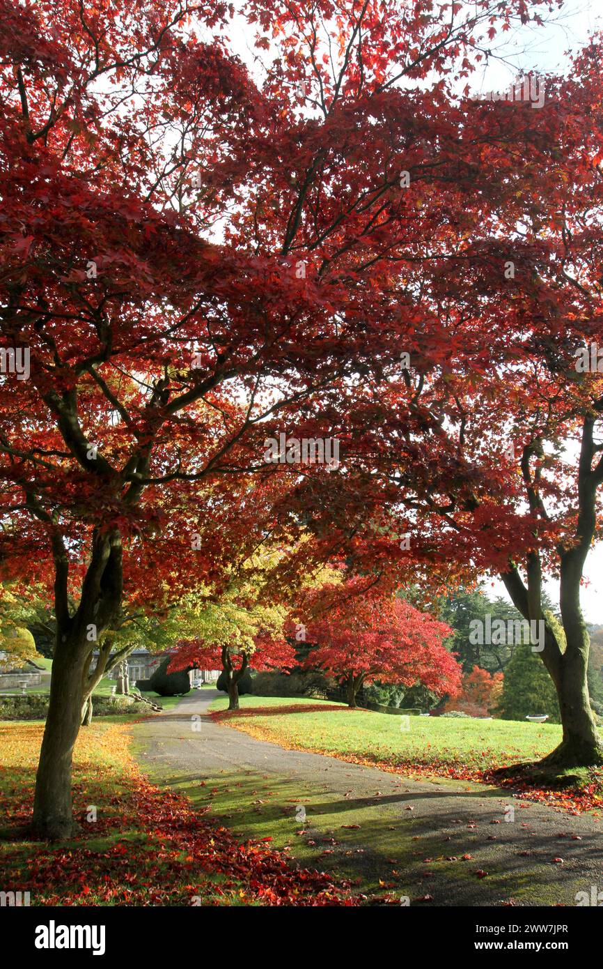 Red acer trees hi-res stock photography and images - Alamy