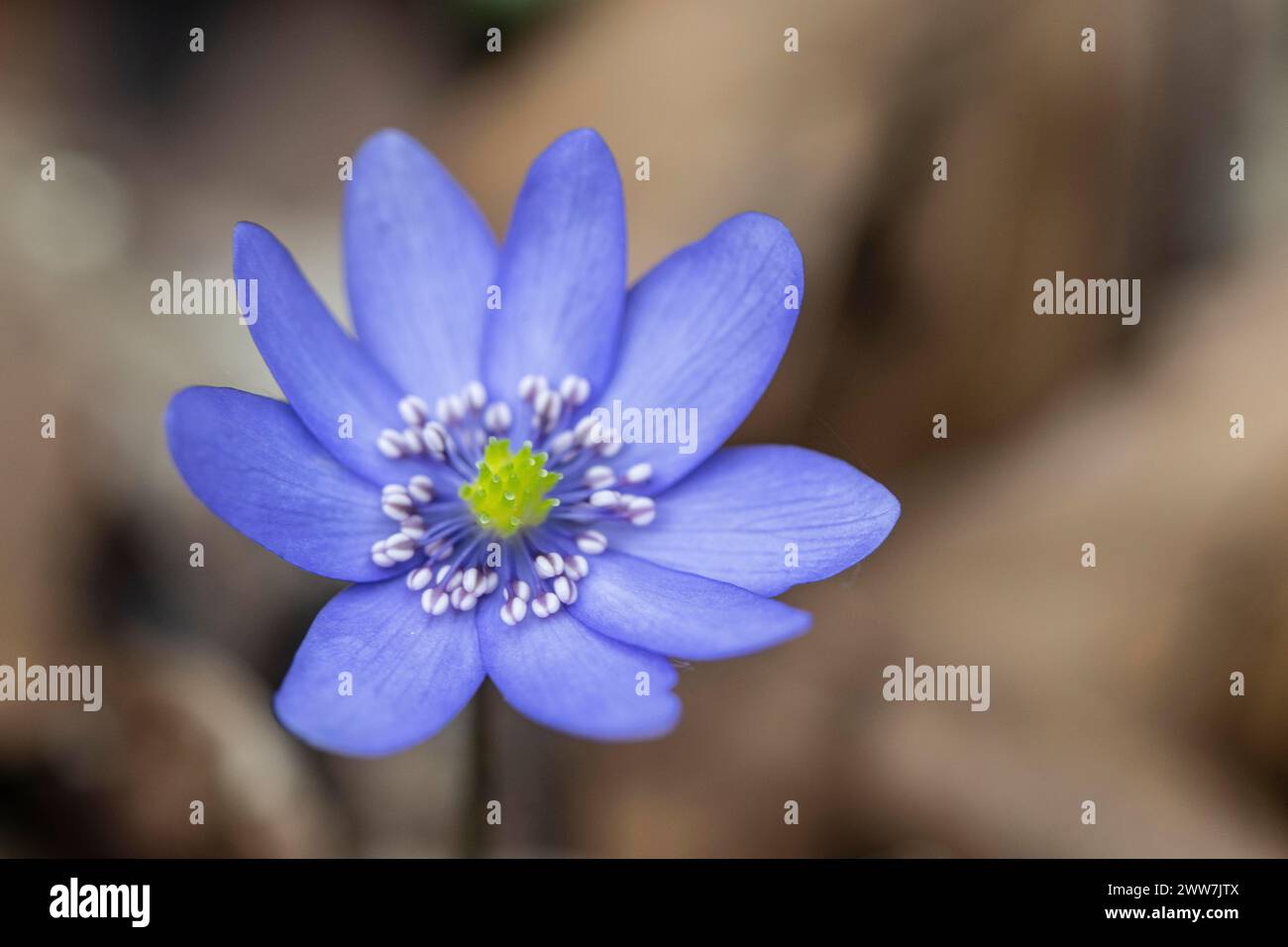 Large blue hepatica (Hepatica transsylvanica), Emsland, Lower Saxony ...