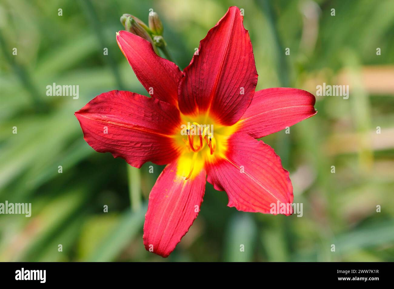 Red daylily (Hemerocallis), North Rhine-Westphalia, Germany Stock Photo ...