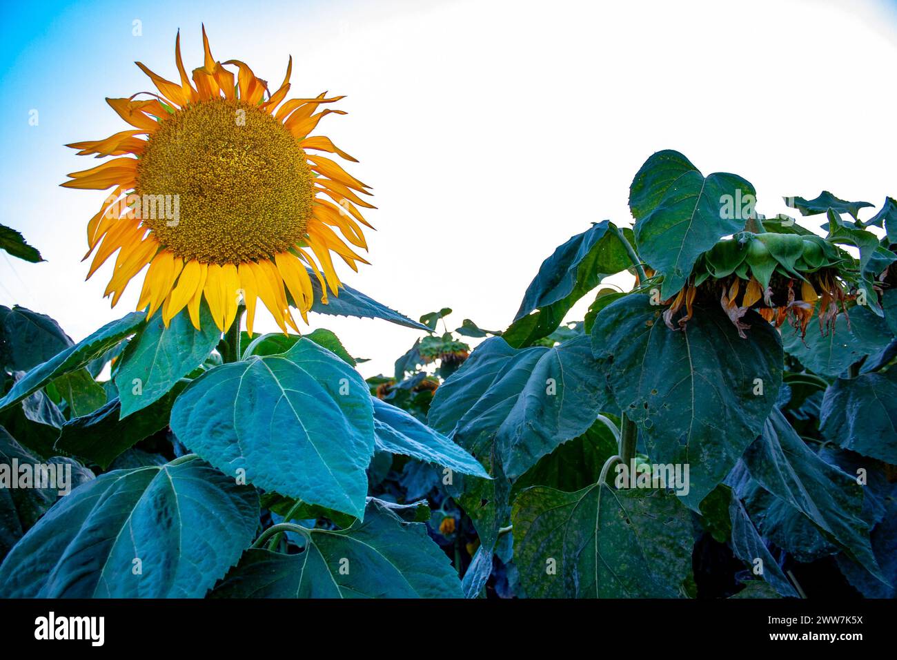 Closeup of a sunflower in a field Photographed in Israel in May Stock ...
