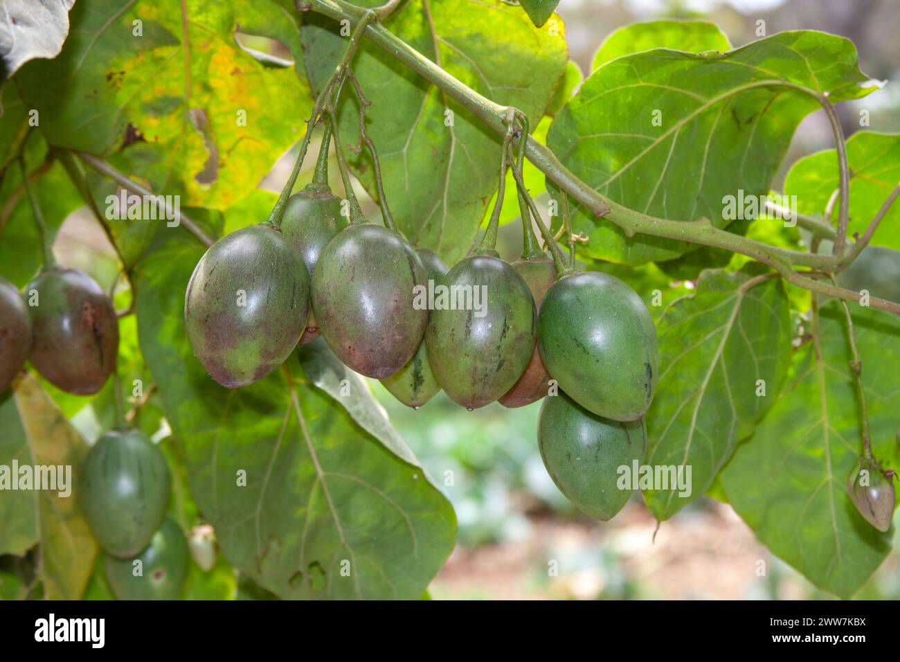 Arbol de red hi-res stock photography and images - Alamy