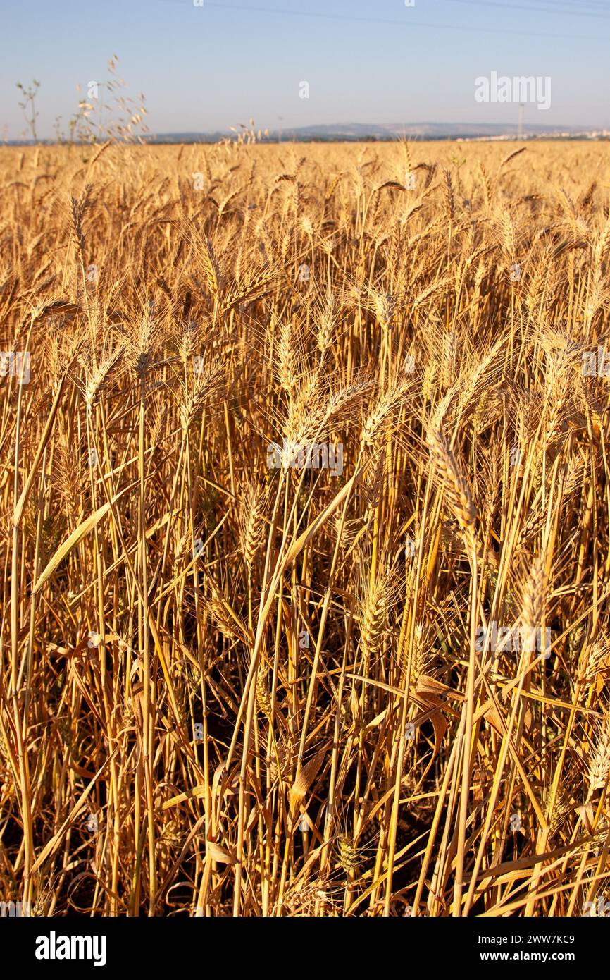 Wheat fields in the negev hi-res stock photography and images - Alamy