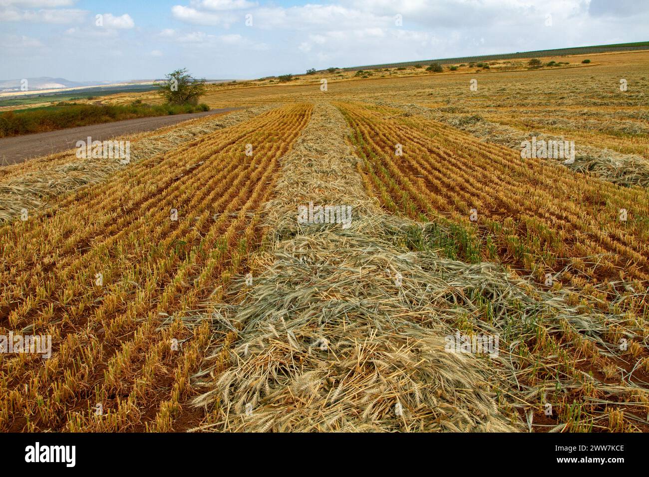 golden wheat field, blue Sky and clouds, Photographed in Israel Stock ...