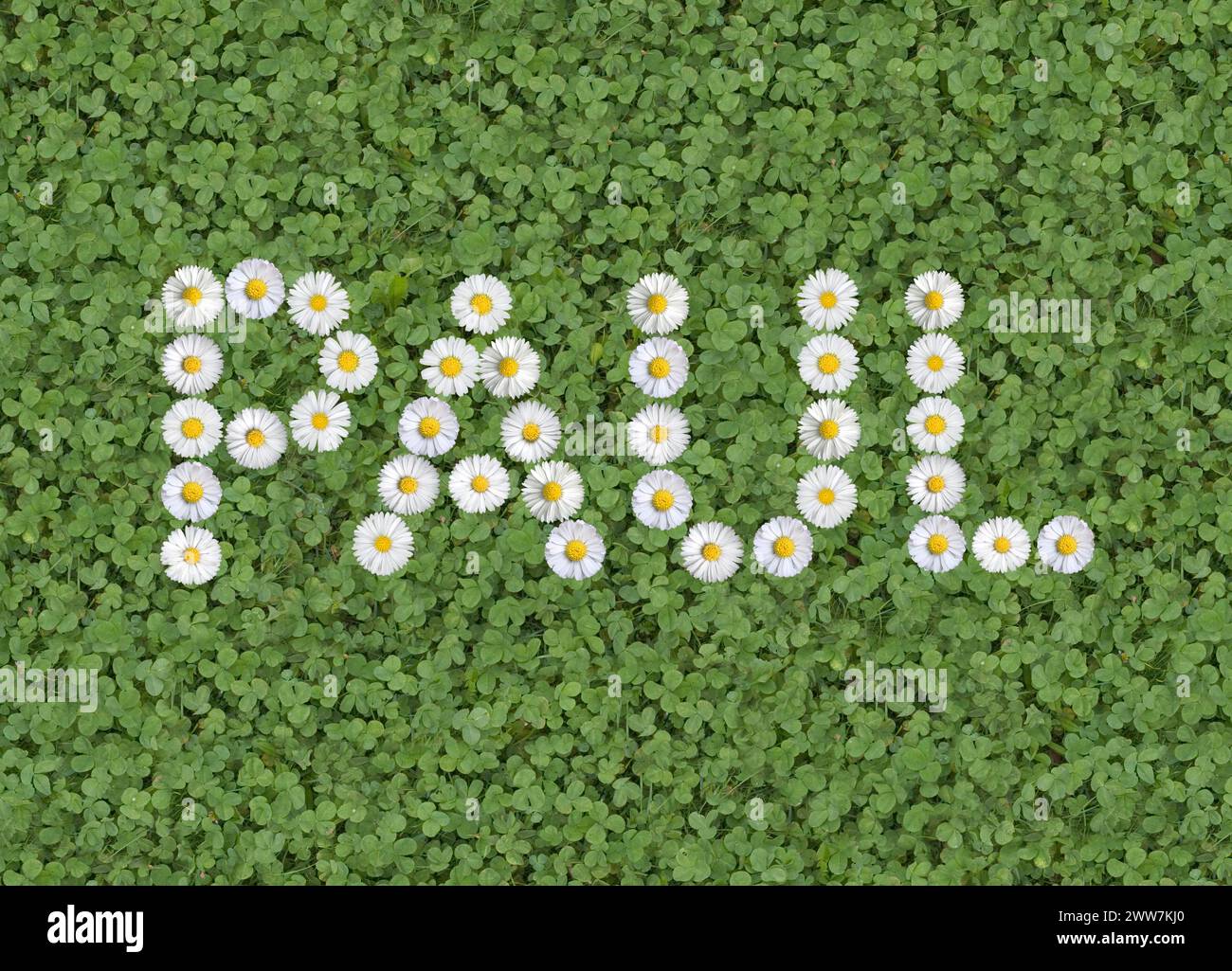 Name Paul written with daisies Stock Photo - Alamy
