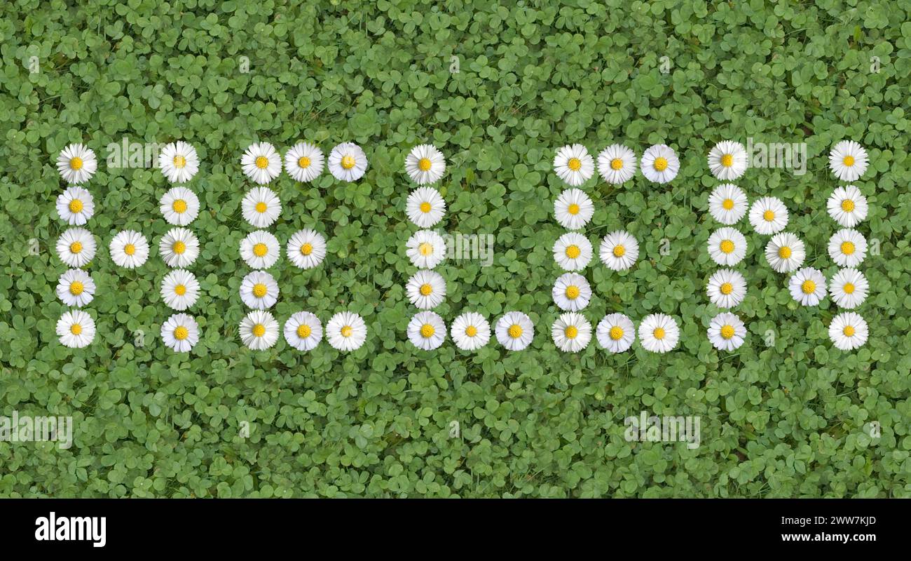 Name Helen written with daisies Stock Photo - Alamy