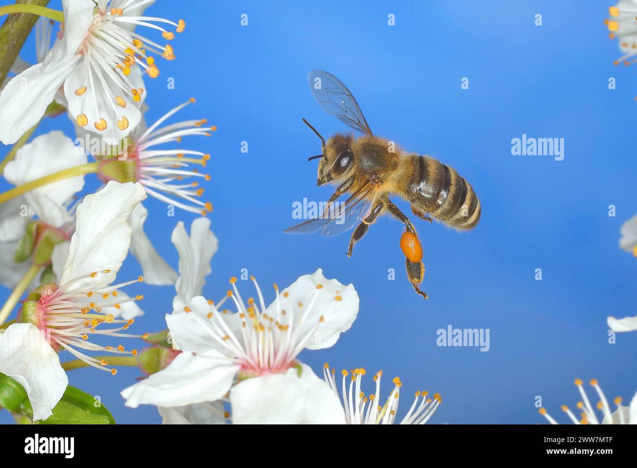 European honey bee (Apis mellifera) bee in flight at the blossom of the ...