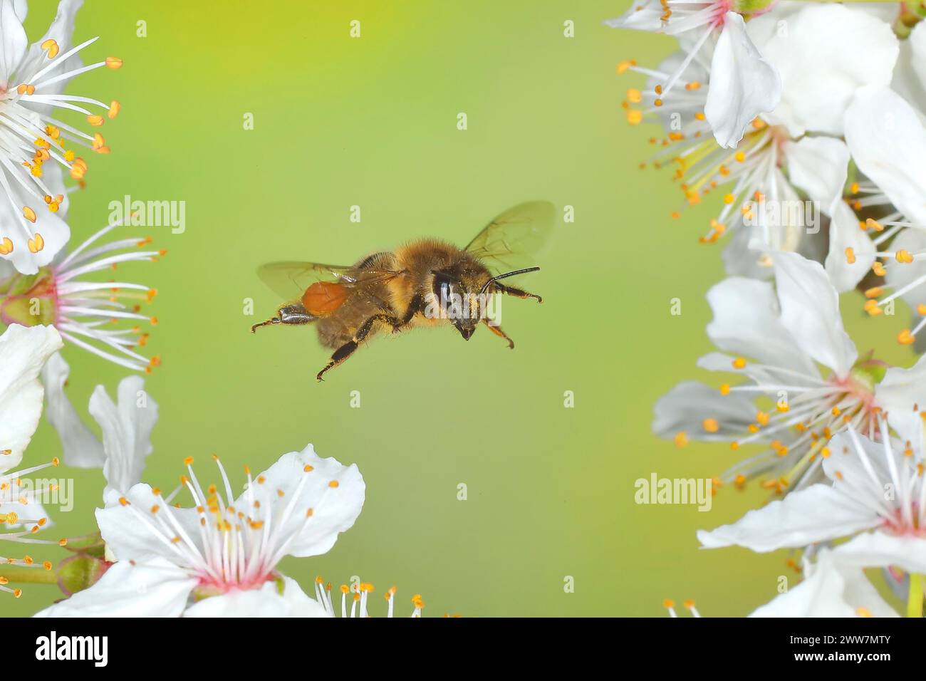 European honey bee (Apis mellifera) bee in flight at the blossom of the ...