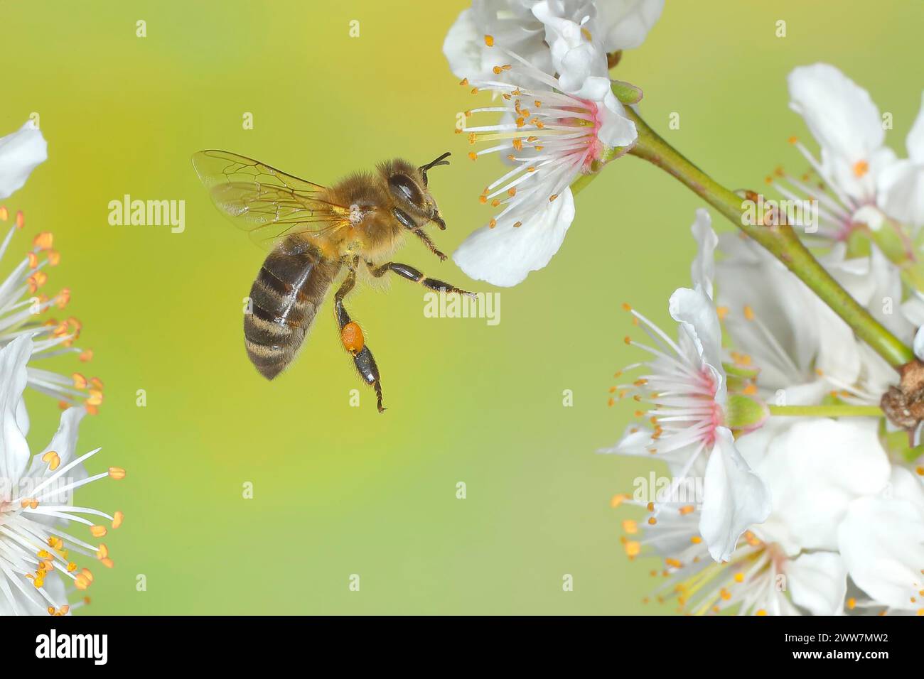 European honey bee (Apis mellifera) bee in flight at the blossom of the ...