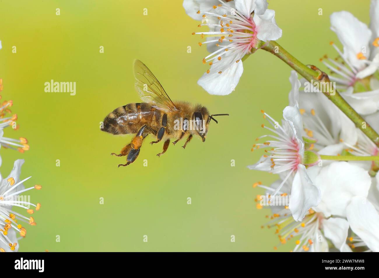 European honey bee (Apis mellifera) bee in flight at the blossom of the ...