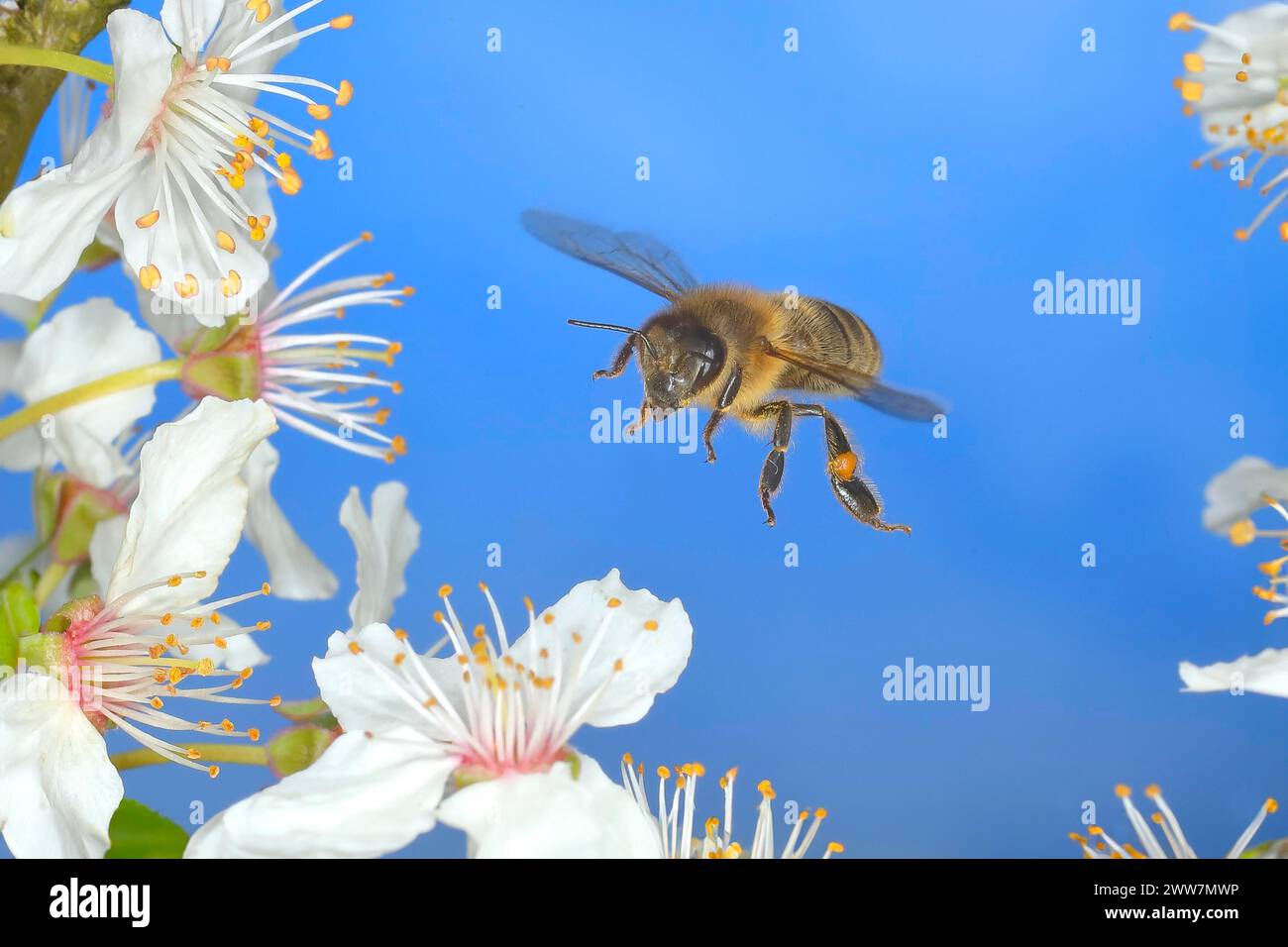 European honey bee (Apis mellifera) bee in flight at the blossom of the ...