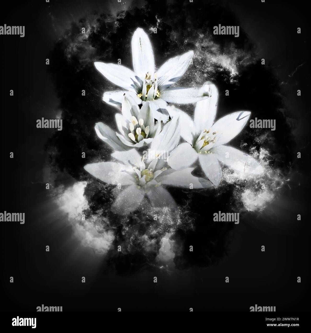 Digitally enhanced image of a Wild Star-of-Bethlehem (Ornithogalum ...