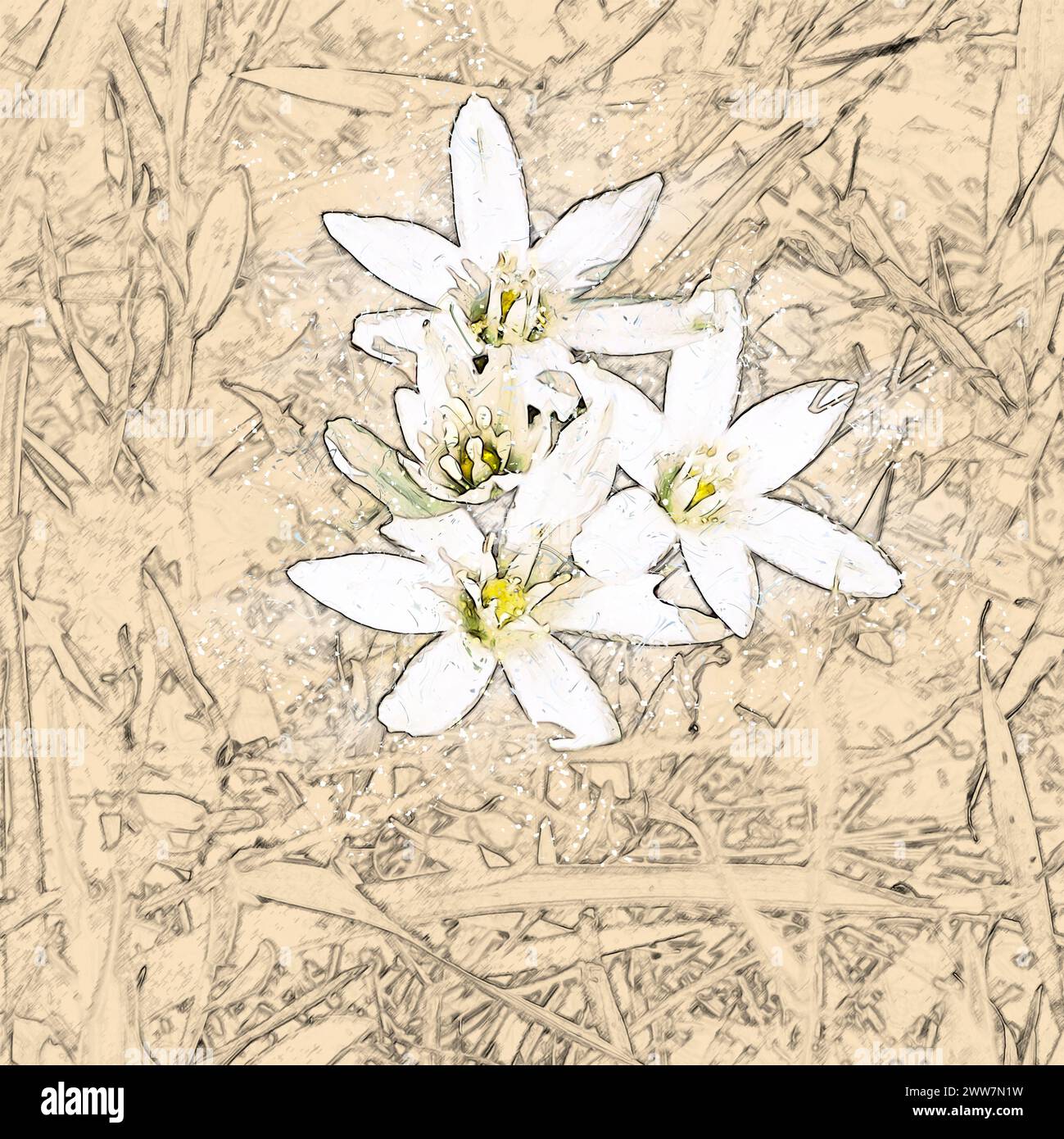 Digitally enhanced image of a Wild Star-of-Bethlehem (Ornithogalum ...