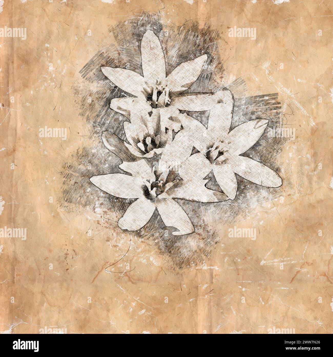 Digitally enhanced image of a Wild Star-of-Bethlehem (Ornithogalum ...