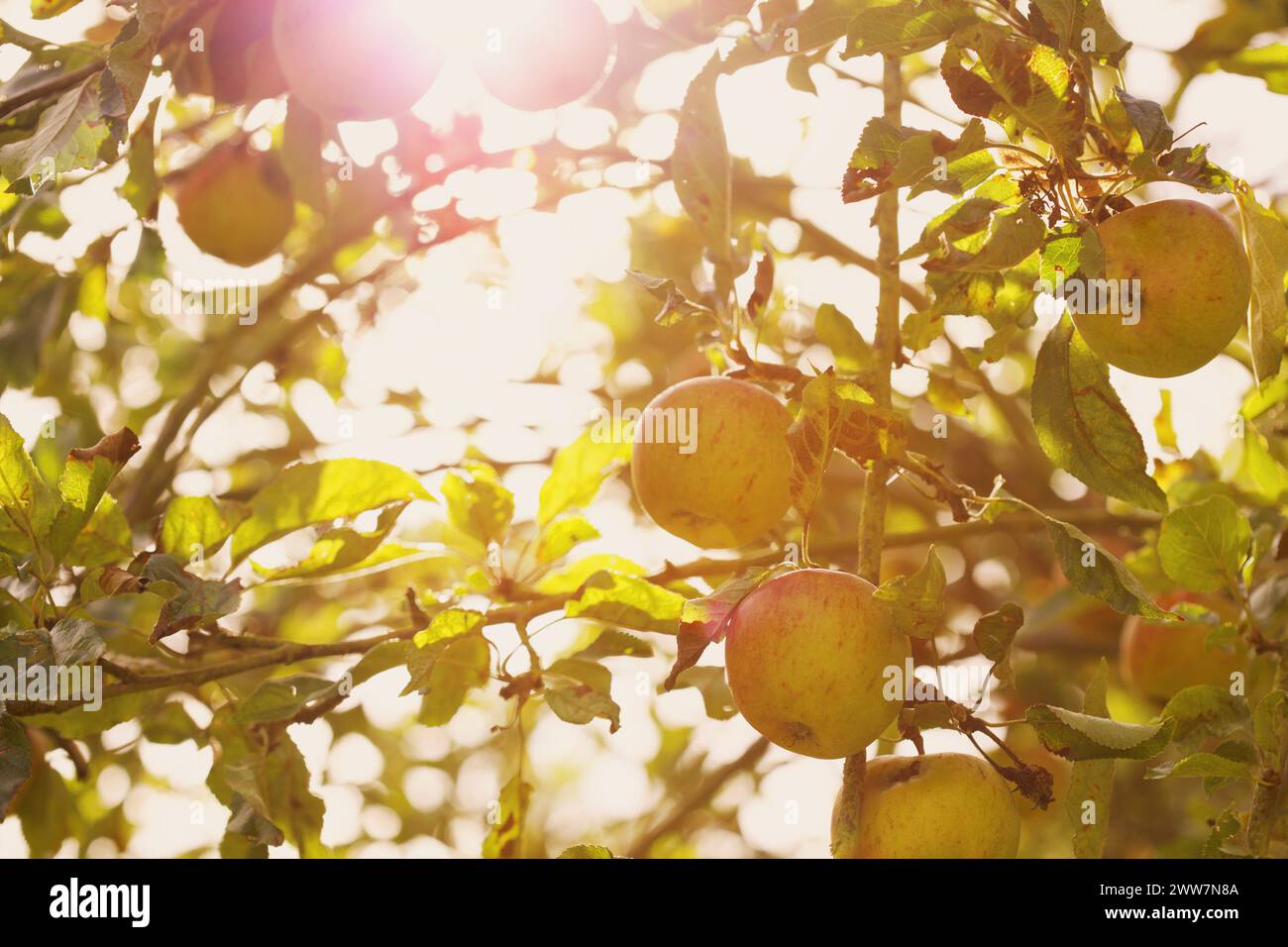 Coxs orange pippin apple tree hi-res stock photography and images - Alamy