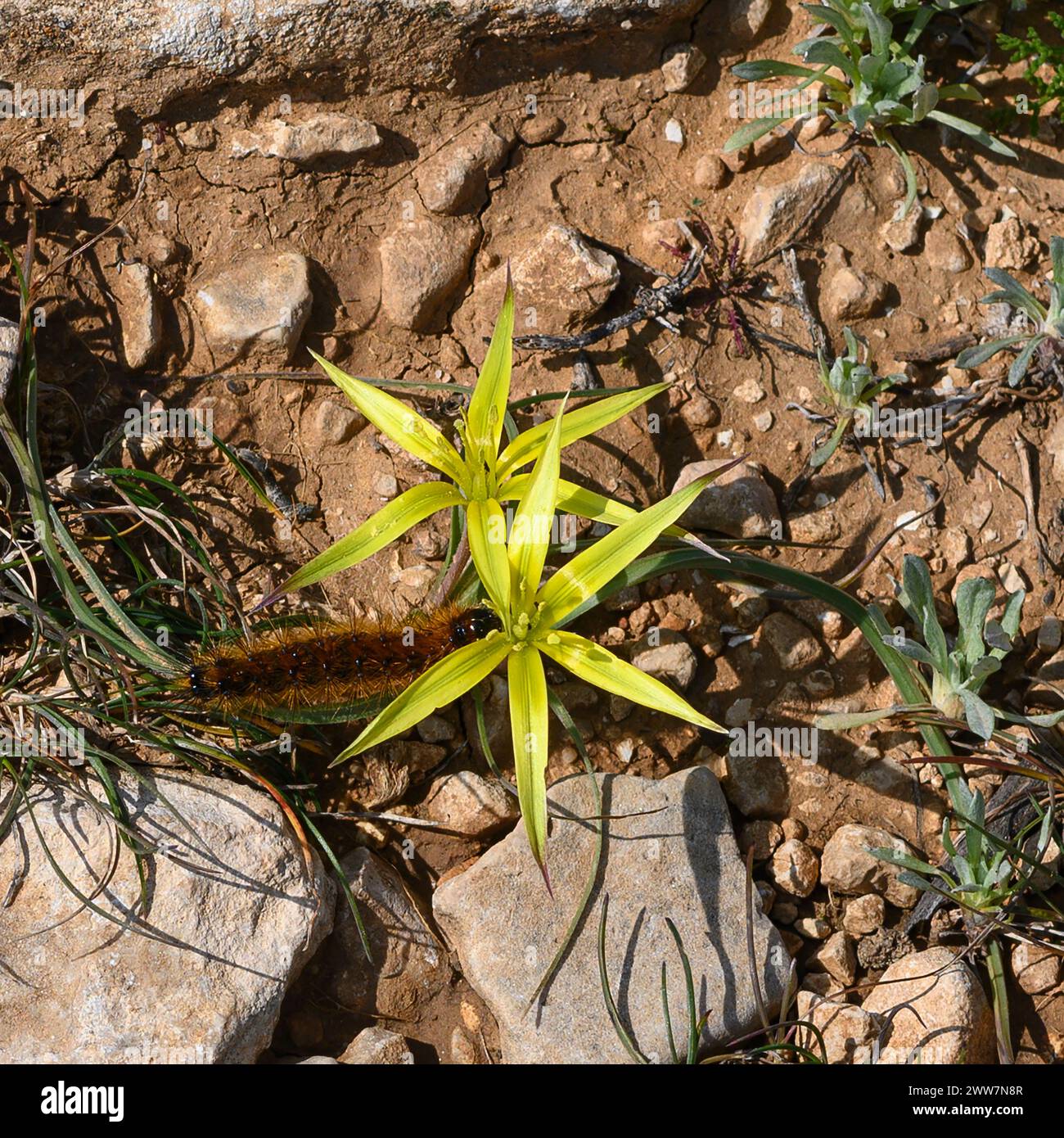 Gagea commutata common names include Stolonous Gagea and Yellow Star-of ...