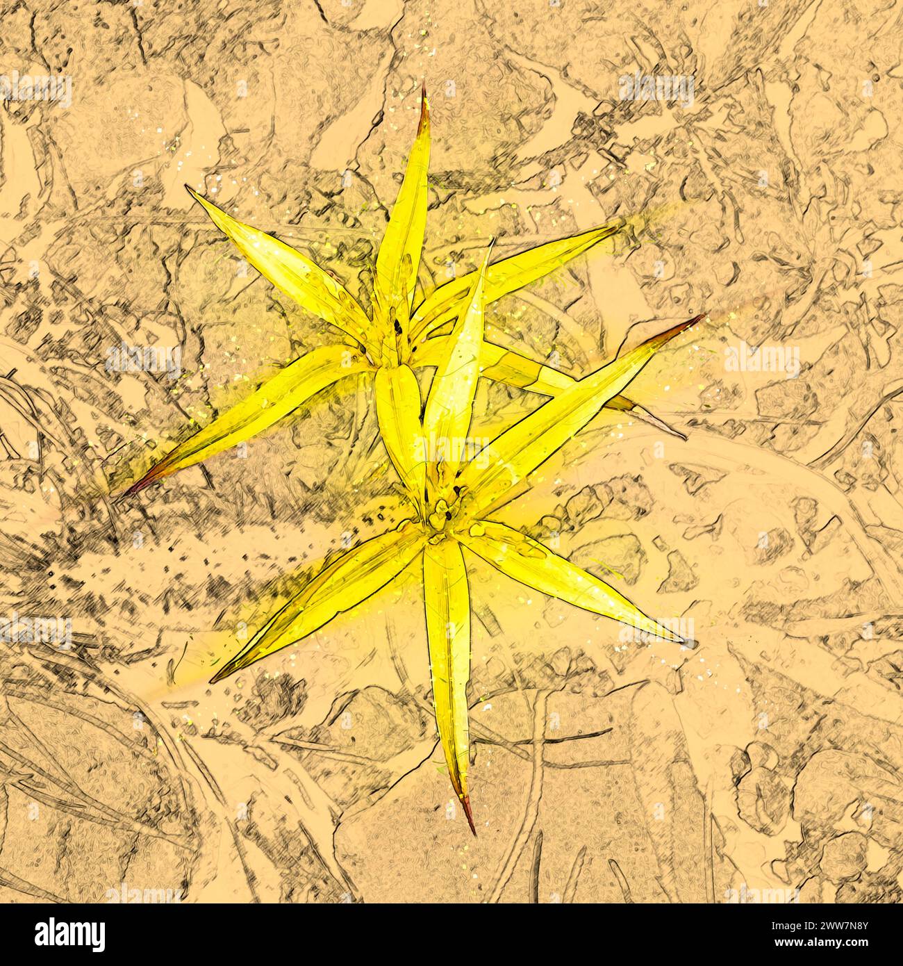 Digitally enhanced image of a Yellow Star-of-Bethlehem, (Gagea ...