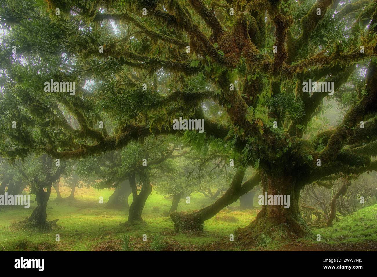 Europe, Portugal, Madeira, laurel forest, laurel trees, Fanal, Madeira ...