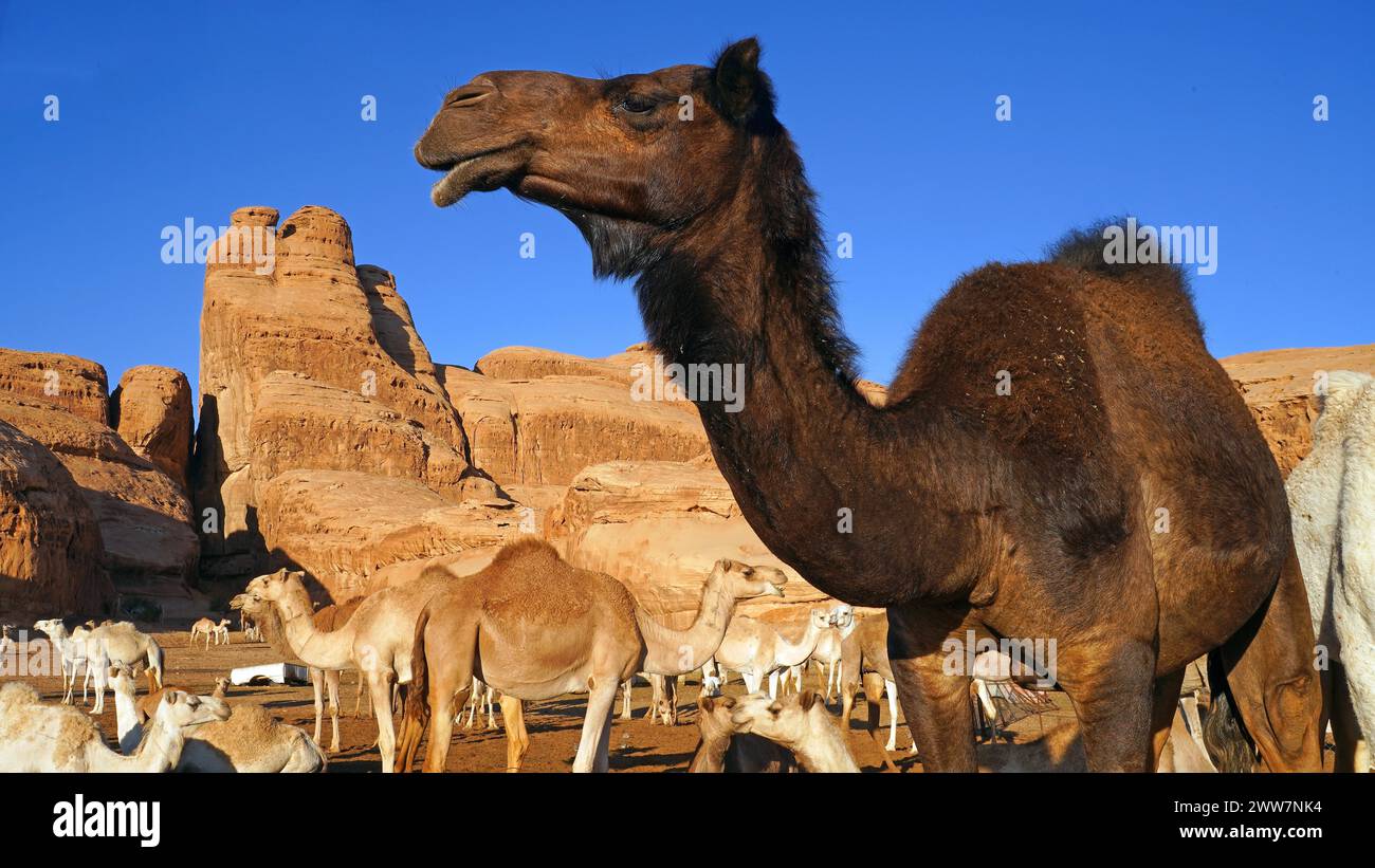 Middle East, Saudi Arabia, Animals, Camels, Al Ula Stock Photo - Alamy