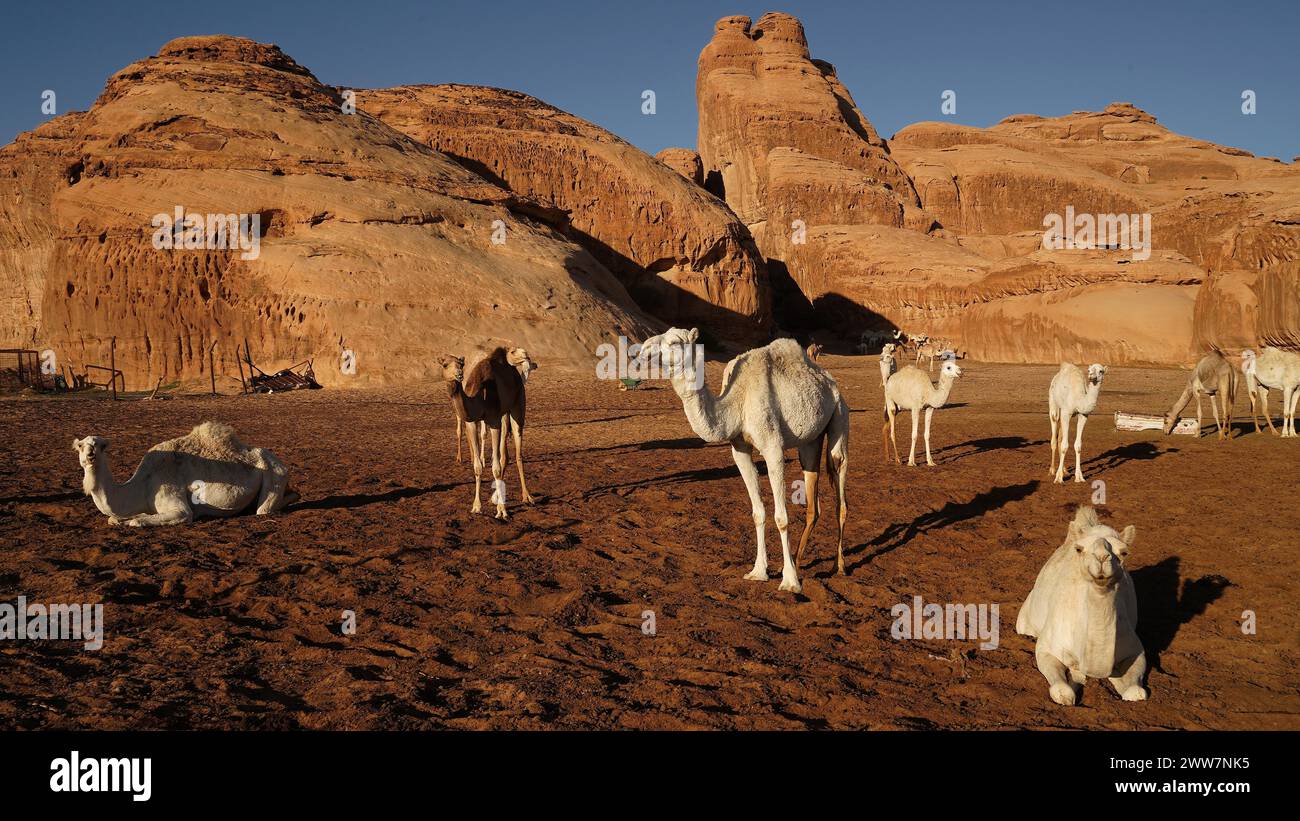 Arabia animals hi-res stock photography and images - Alamy