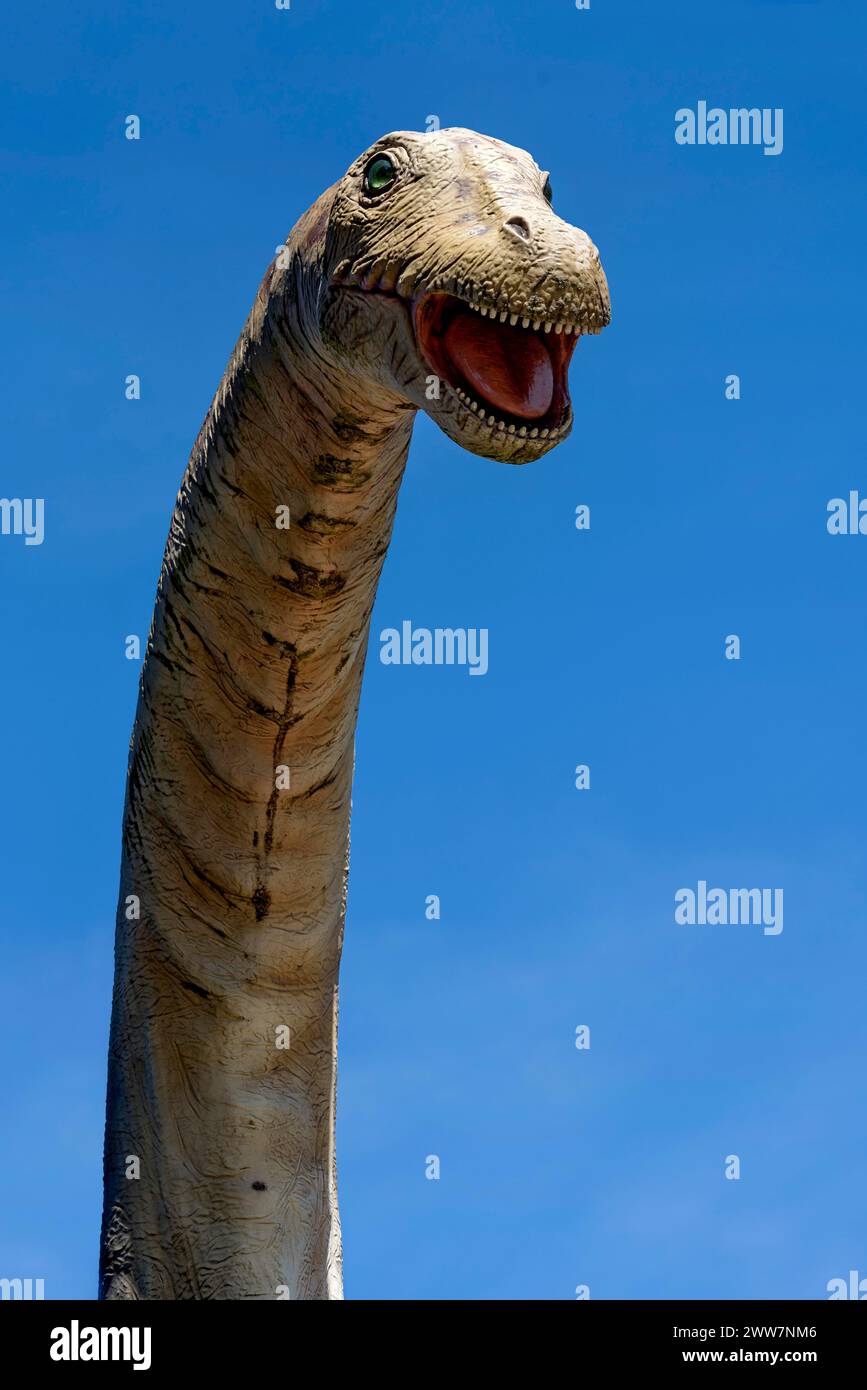 Dinosaur Apatosaurus, deceptive lizard, life-size replica in front of ...