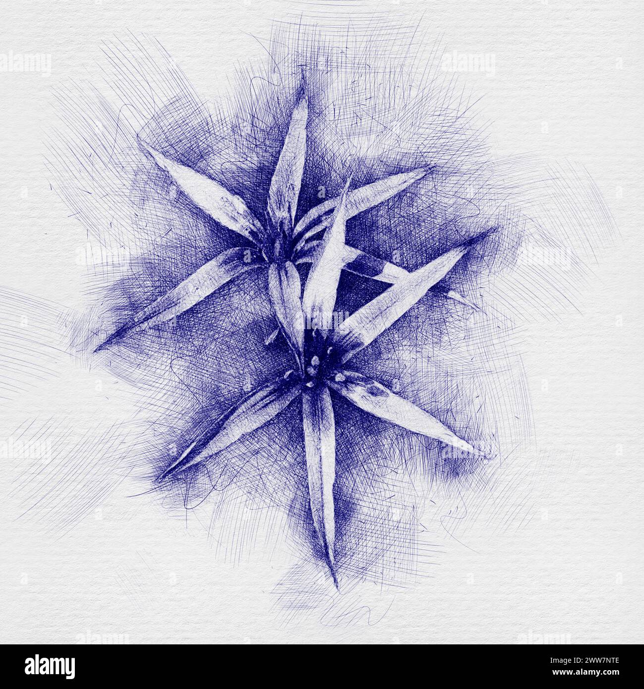 Digitally enhanced image of a Yellow Star-of-Bethlehem, (Gagea ...