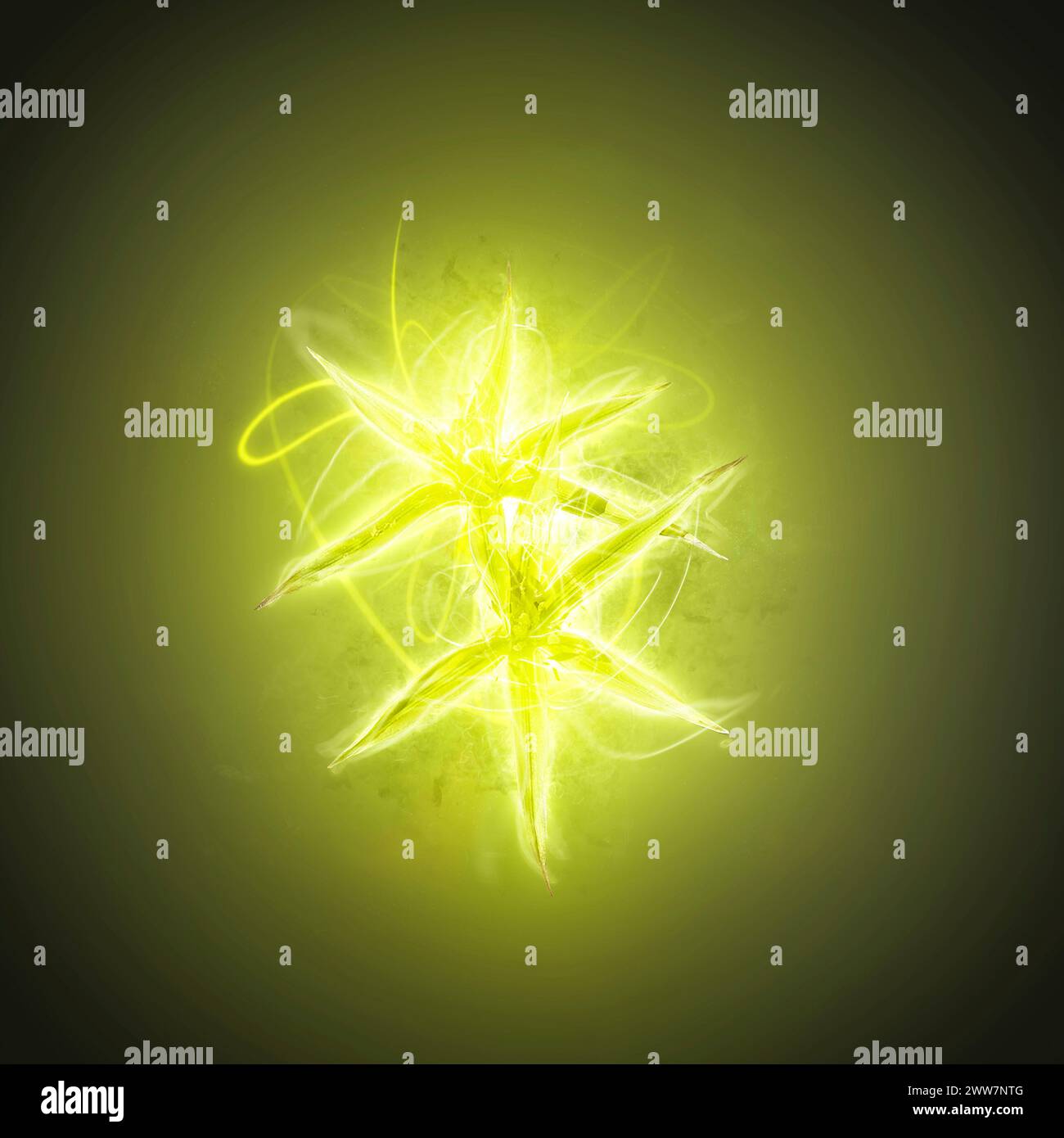 Digitally enhanced image of a Yellow Star-of-Bethlehem, (Gagea ...