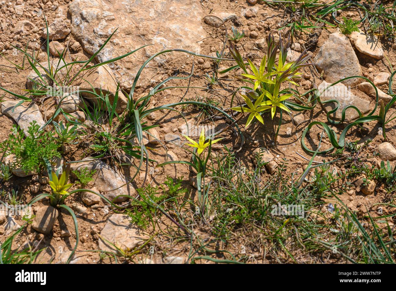 Gagea commutata common names include Stolonous Gagea and Yellow Star-of ...