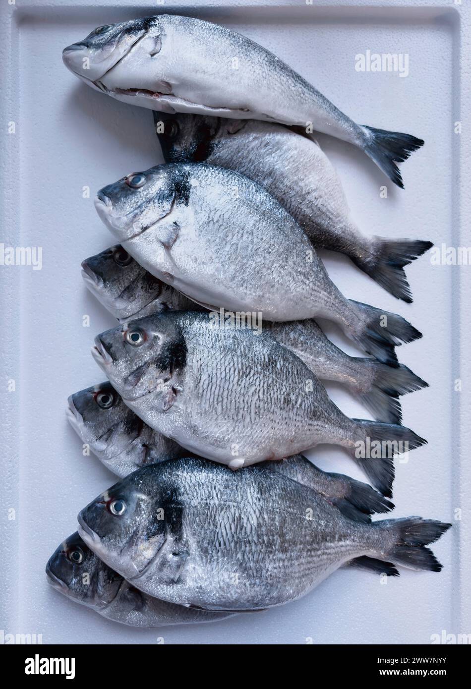 Silver sea bream from above hi-res stock photography and images - Alamy
