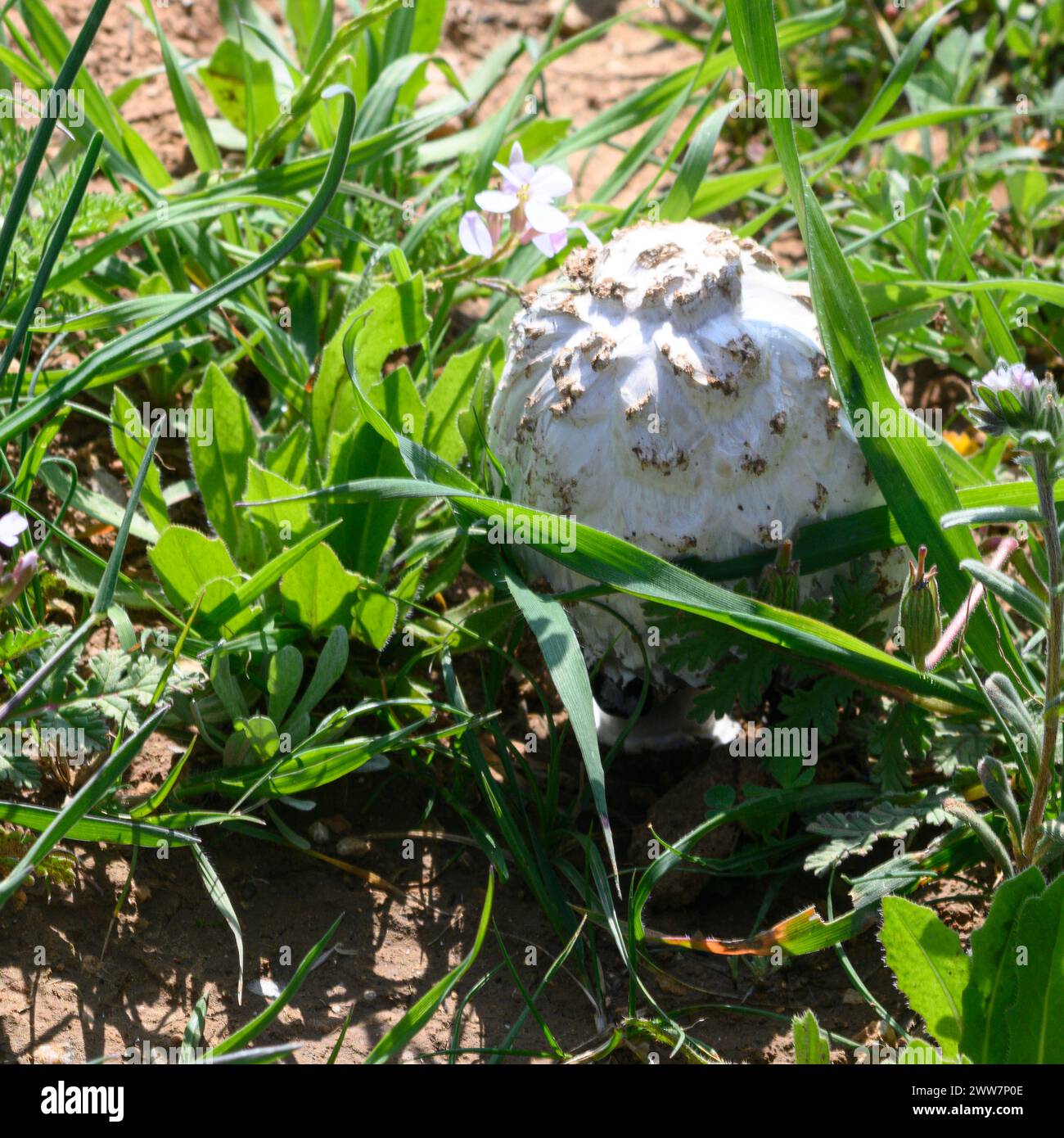 Shaggy manes in grass hi-res stock photography and images - Alamy