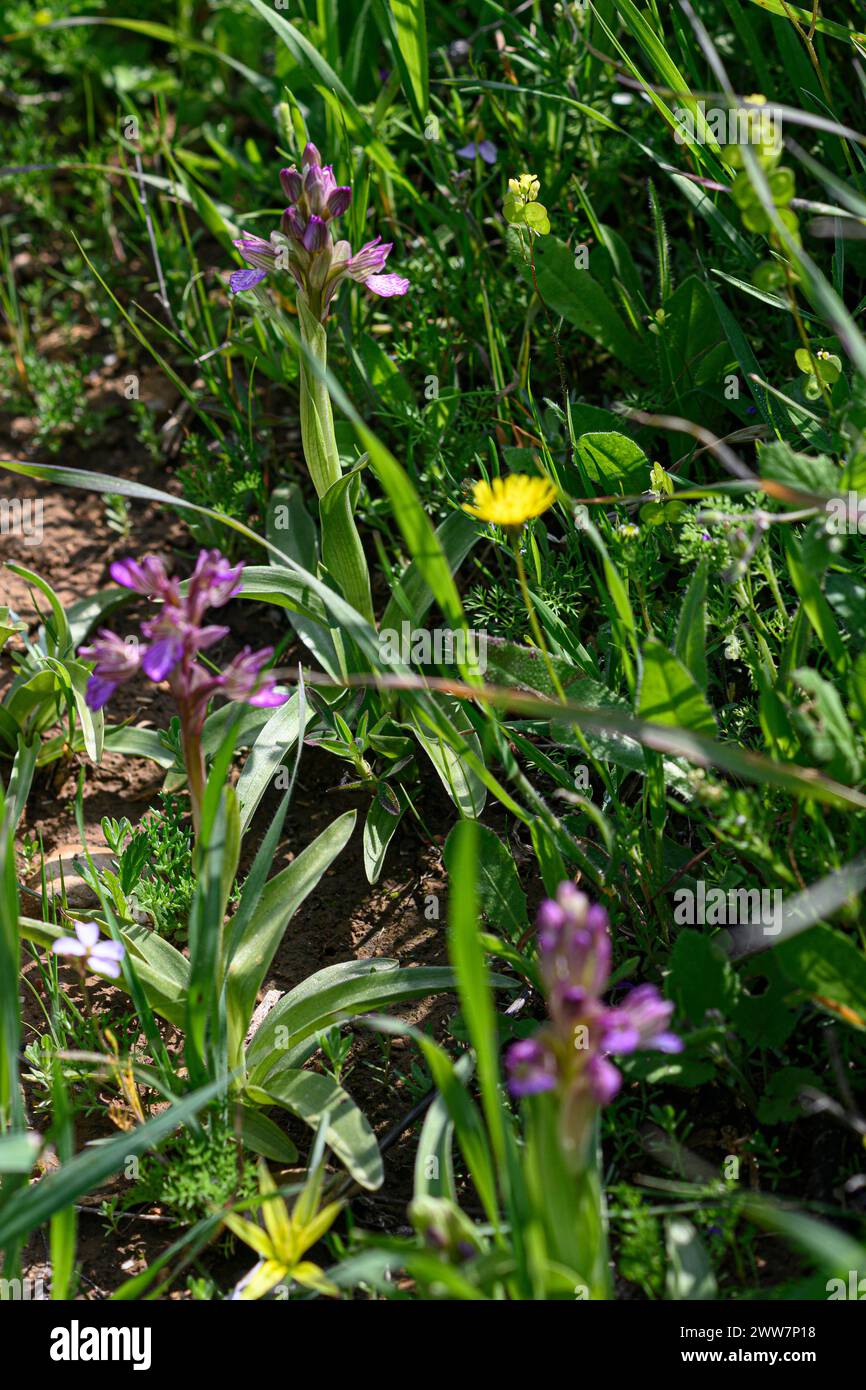 Anacamptis papilionacea (formerly Orchis papilionacea) Pink Butterfly ...