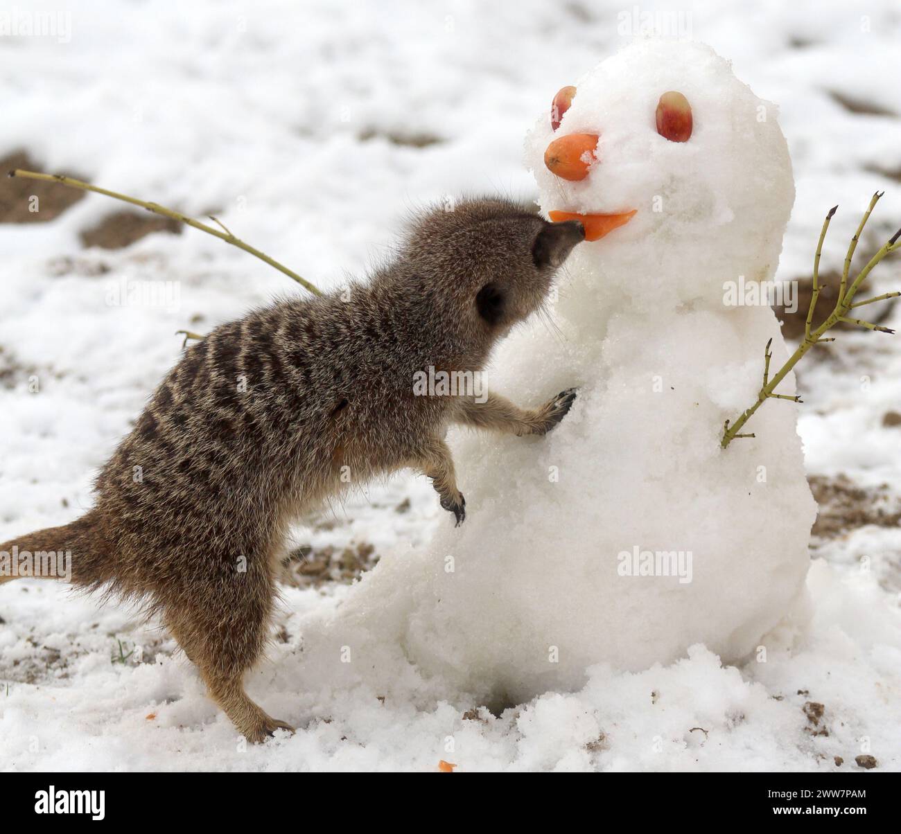 05/11/11. ..Christmas kisses...A meerkat builds a snowman at Blackbrook ...