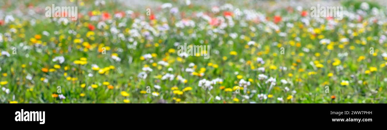 out of focus desert spring bloom panorama Photographed at Har Amasa ...