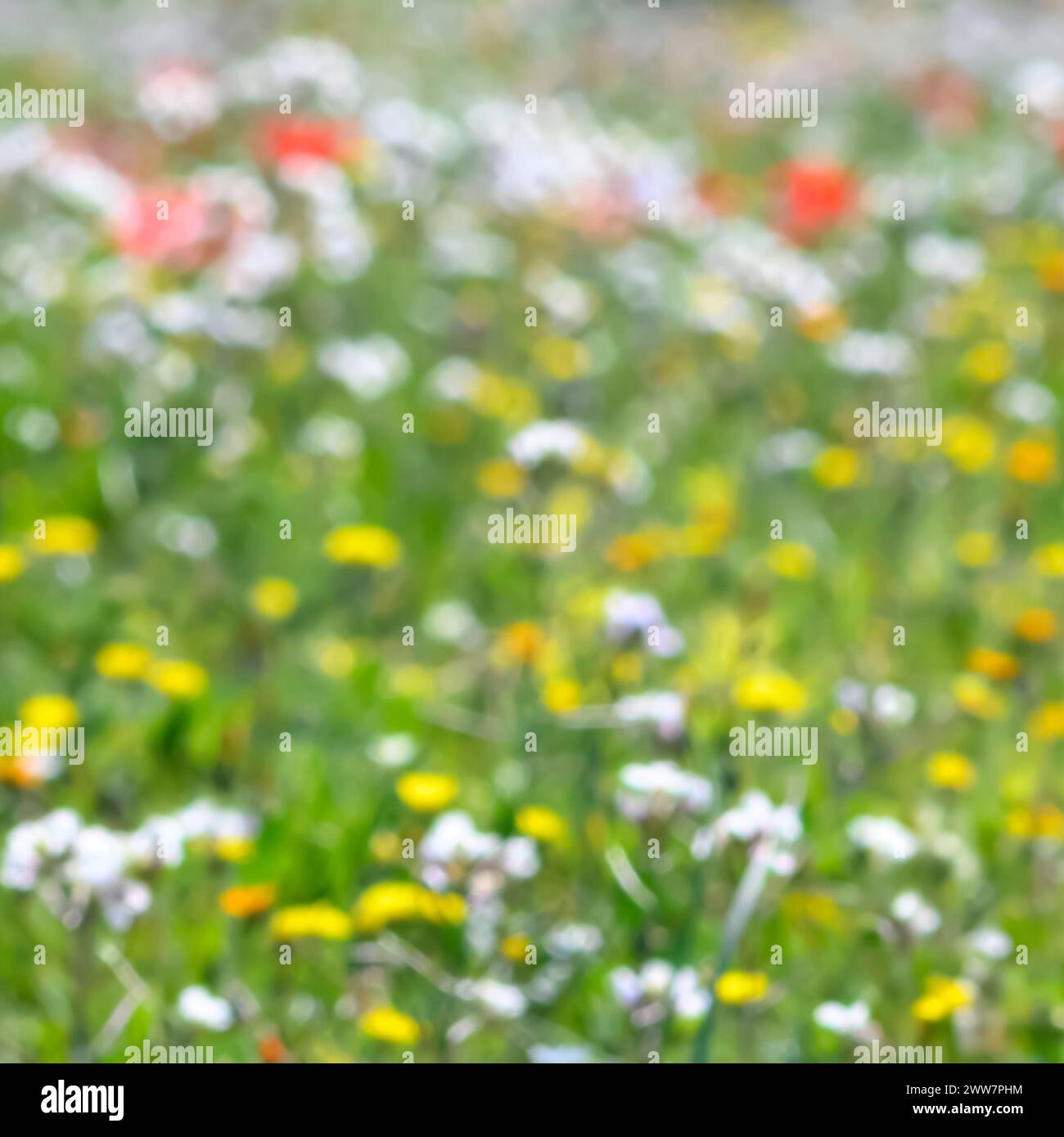 out of focus desert spring bloom Photographed at Har Amasa (Mount Amasa ...