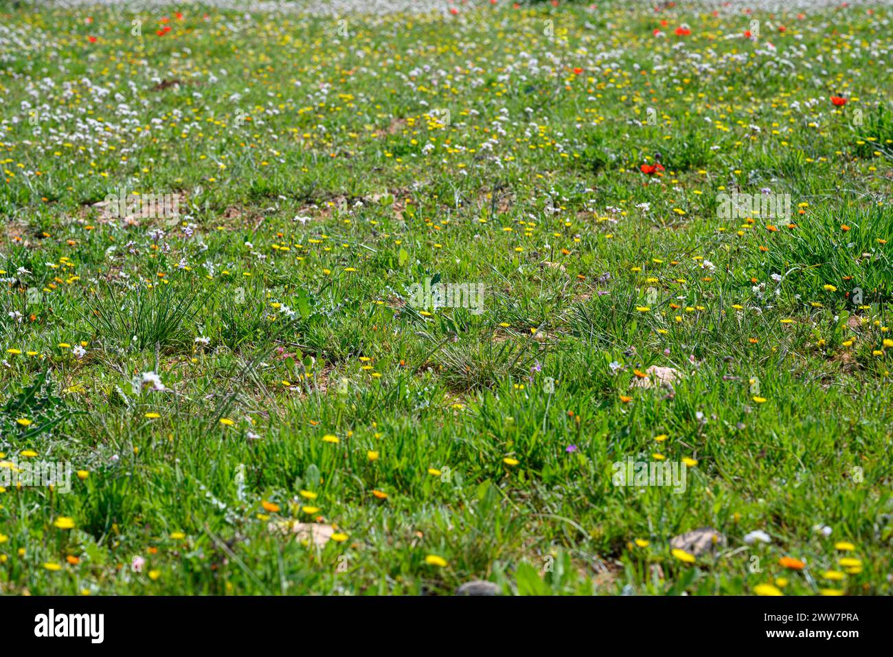 Israeli highlands hi-res stock photography and images - Alamy