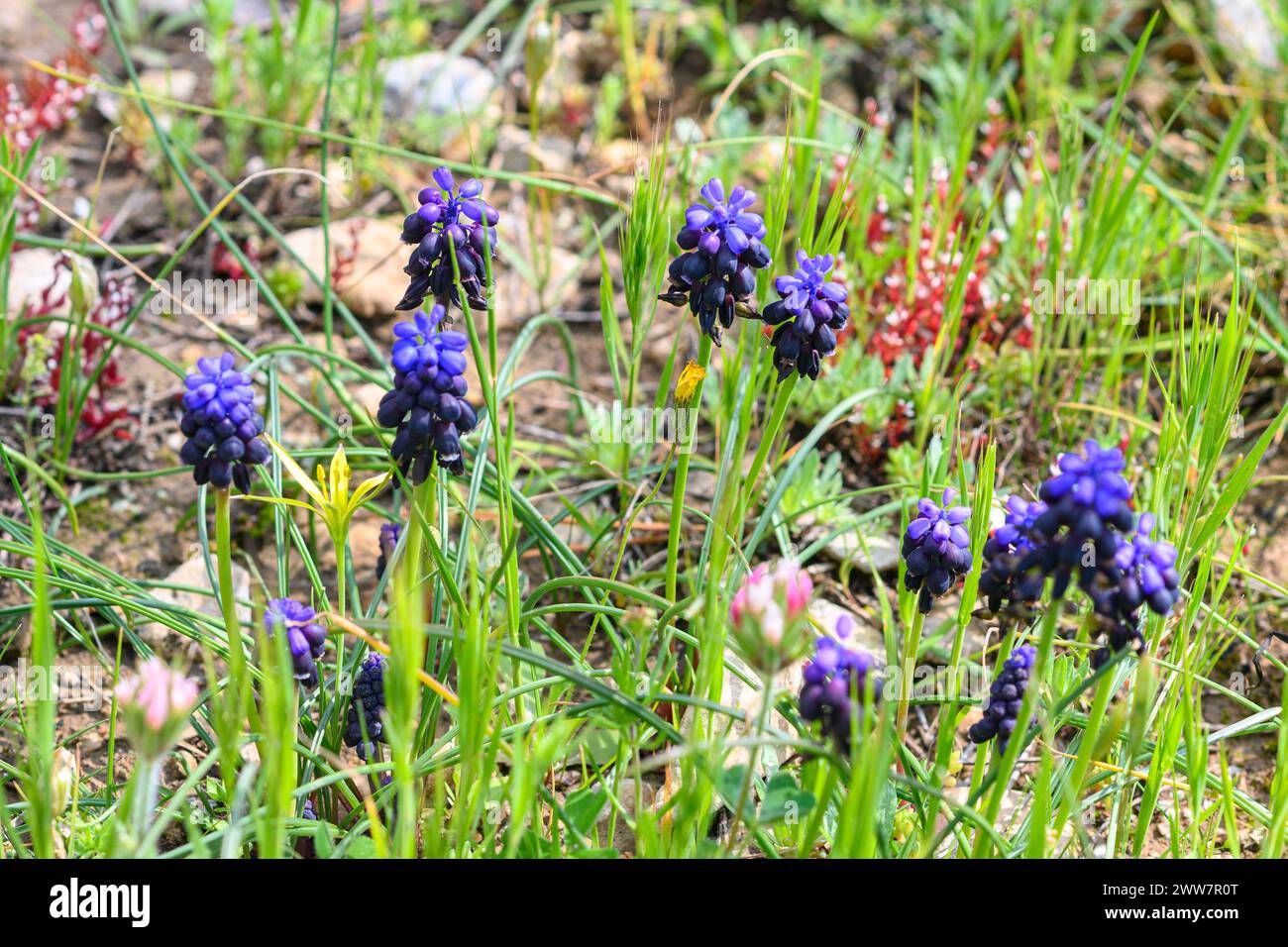 Muscari pulchellum Photographed at Har Amasa (Mount Amasa), Israel in ...