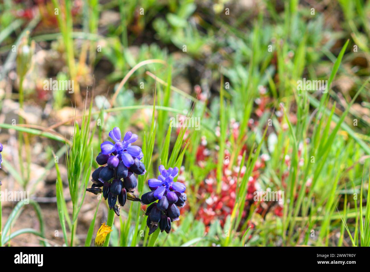 Muscari pulchellum Photographed at Har Amasa (Mount Amasa), Israel in ...