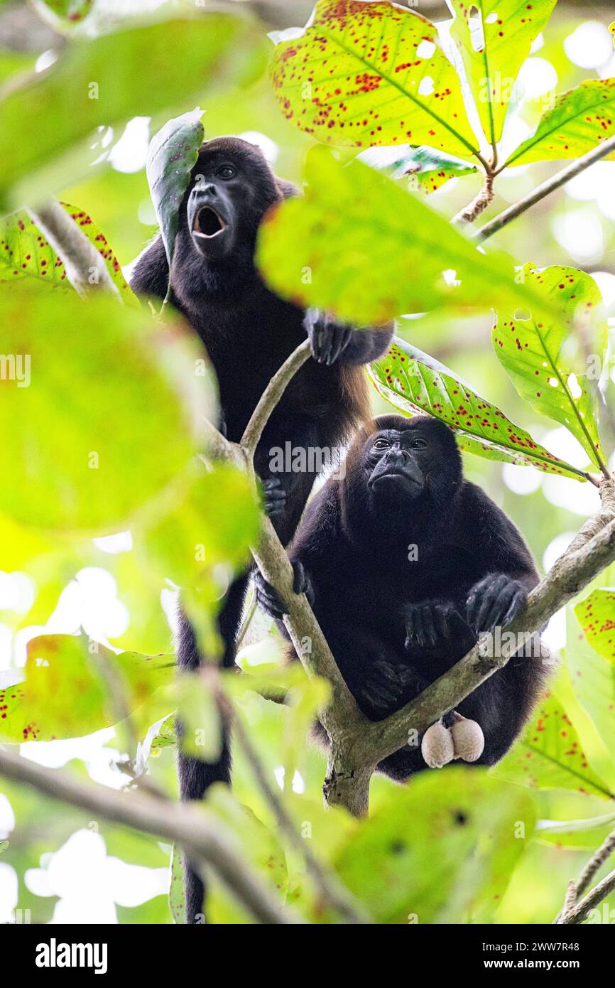 Beautiful howler monkey (Alouatta palliata) in his natural habitat high ...